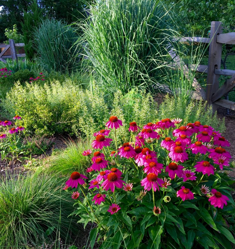 Resilient Plant Strategies: Part Two ~ The APG Blog ~ A Peaceable Garden