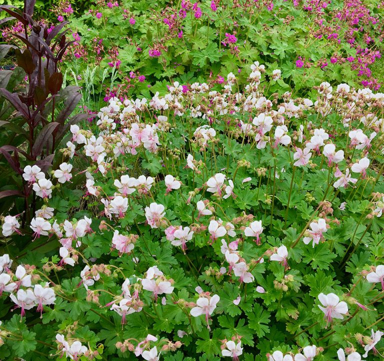 The "Real" Geraniums ~ The APG Blog ~ A Peaceable Garden